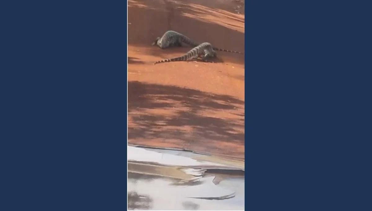 Briga entre lagartos teiú é registrada: Repórter Selvagem Explica - 38 News